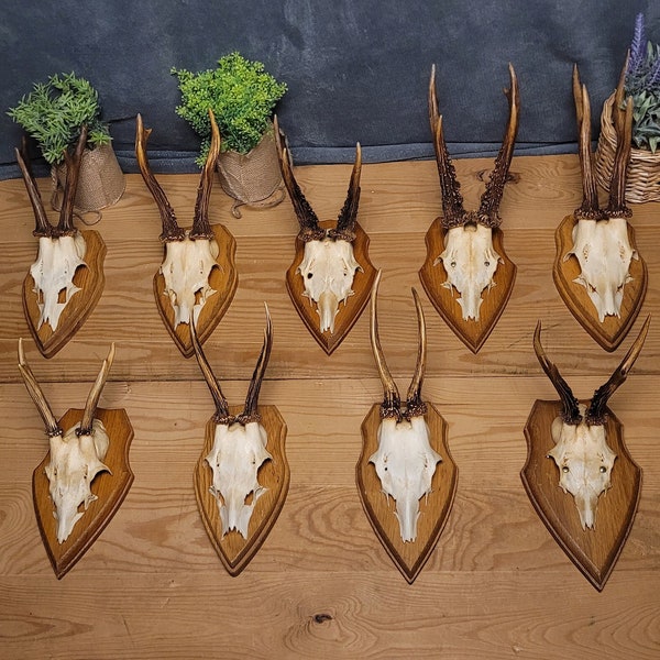 Deer Wall Mount - Etsy
