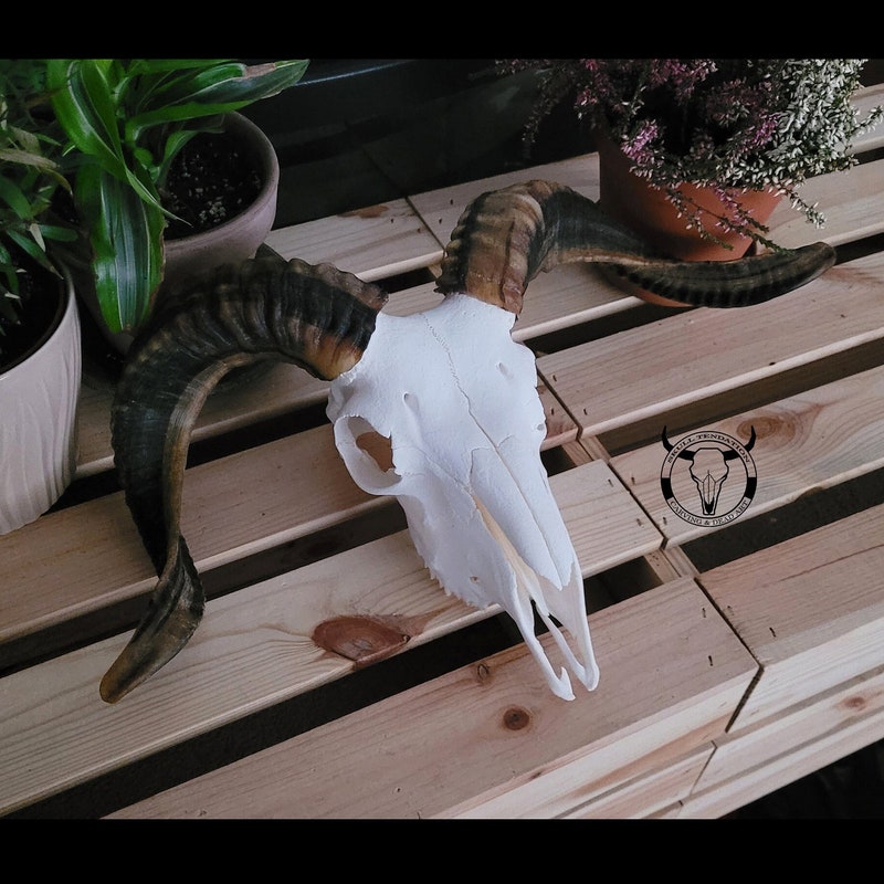 Real Animal Skull - Etsy