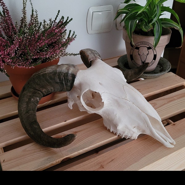 Sheep Skull - Etsy