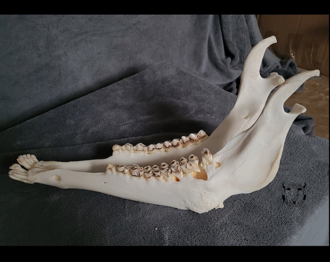 Real RED DEER Lower JAWS Perfect White Deer Jaws Lower Jaw for ...