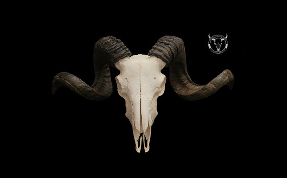 Real Ram Skull Real Domestic Sheep Skull A Great Gift for | Etsy
