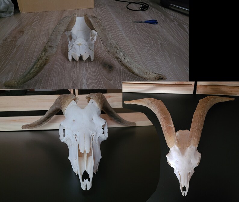 HUGE Goat Skull PERFECT WHITE Domestic Goat Skull Capra - Etsy