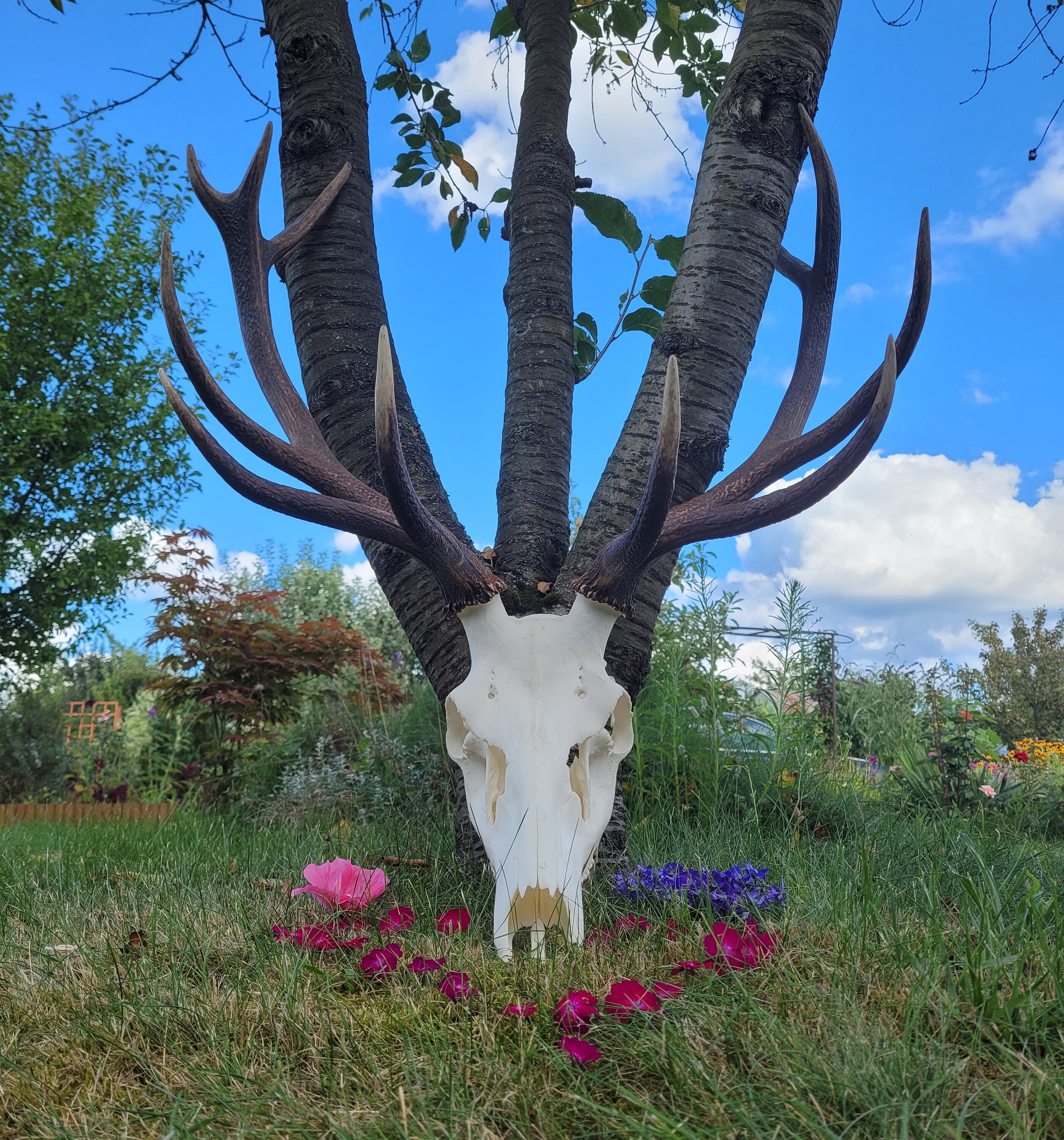 Deer ANTLERS SET with REAL deer skull Pair of Red deer | Etsy