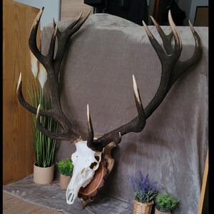 MEDAL Record Real RED DEER Skull Trophy Wall Mounted Deer Trophy ...