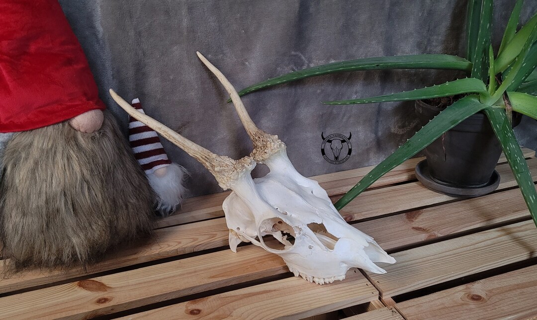Cheap Fallow Deer Skull With Antlers - Craft Ready - Affordable Natural ...