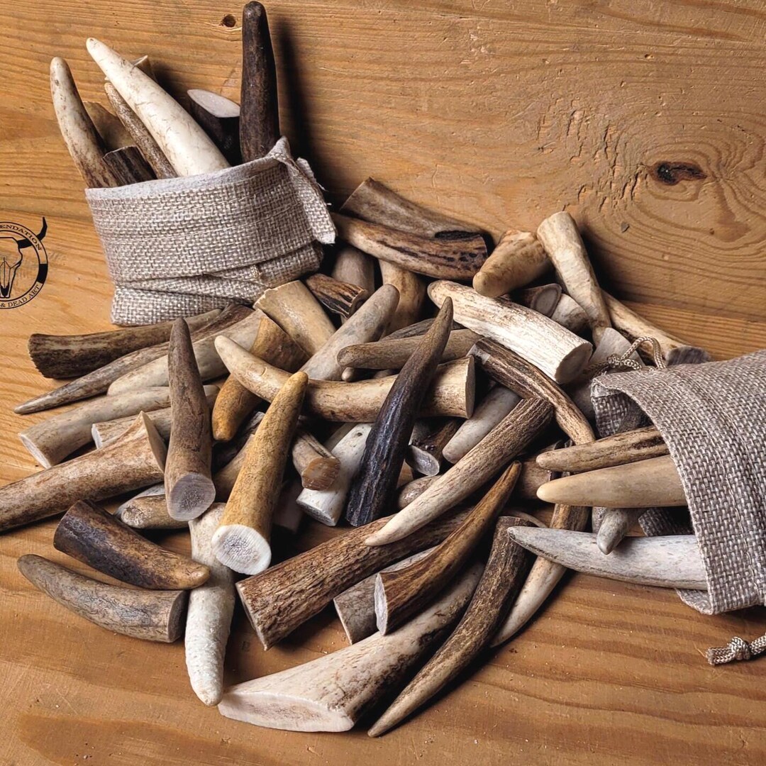 Red Deer Antler Tines for Necklaces and Pendants – Natural Craft Supply ...