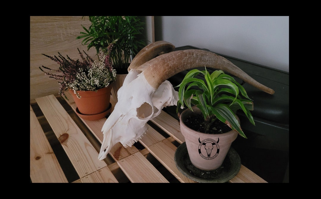 HUGE Goat Skull - PERFECT WHITE Domestic Goat Skull | Capra Hircus ...