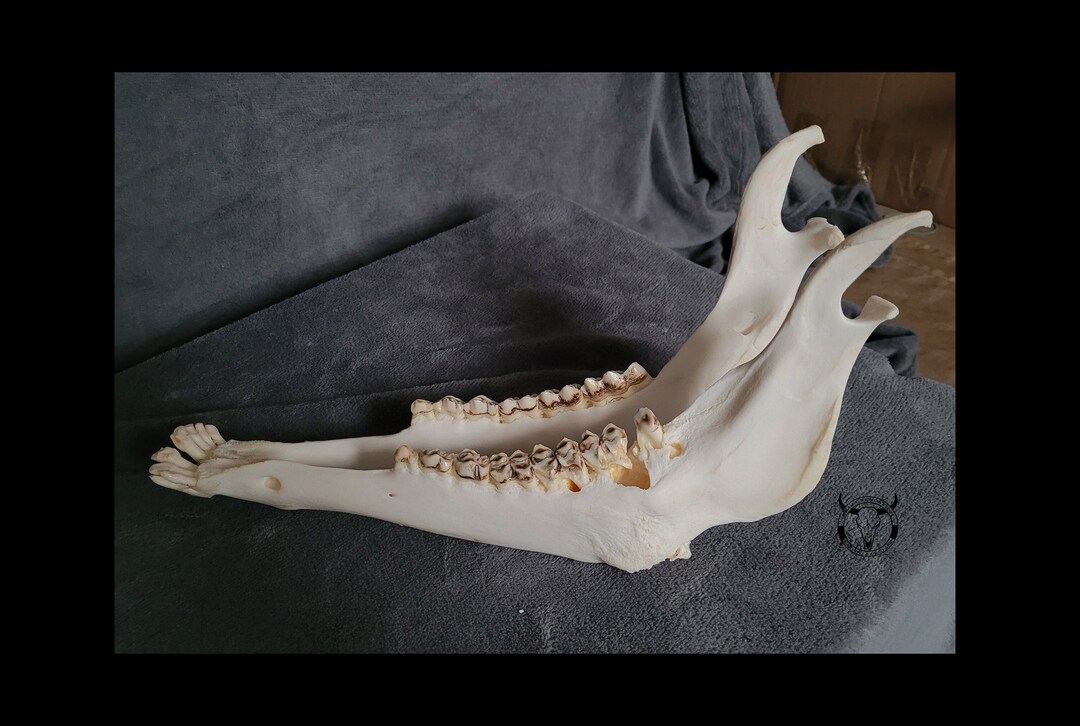 Real RED DEER Lower JAWS Perfect White Deer Jaws Lower Jaw for ...