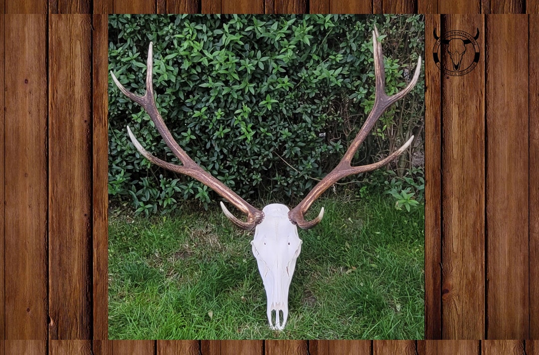Deer ANTLERS SET With REAL Deer Skull Pair of Red Deer Stag European ...