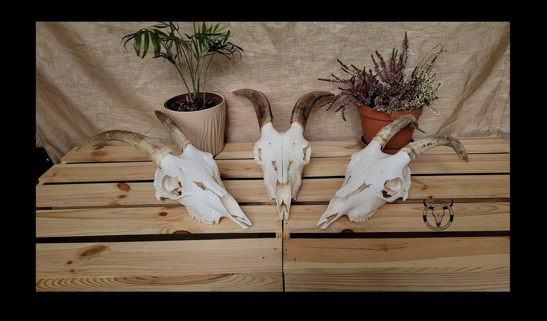 Real Goat Skull - Domestic Goat Skull | White Goat Skull | Unique ...