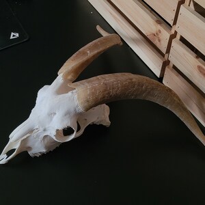 HUGE Goat Skull - PERFECT WHITE Domestic Goat Skull | Capra Hircus ...