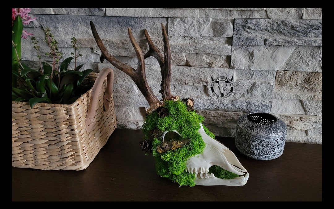 Real Roe Deer Skull Overgrown With Plants | Skull Overgrown With Moss ...
