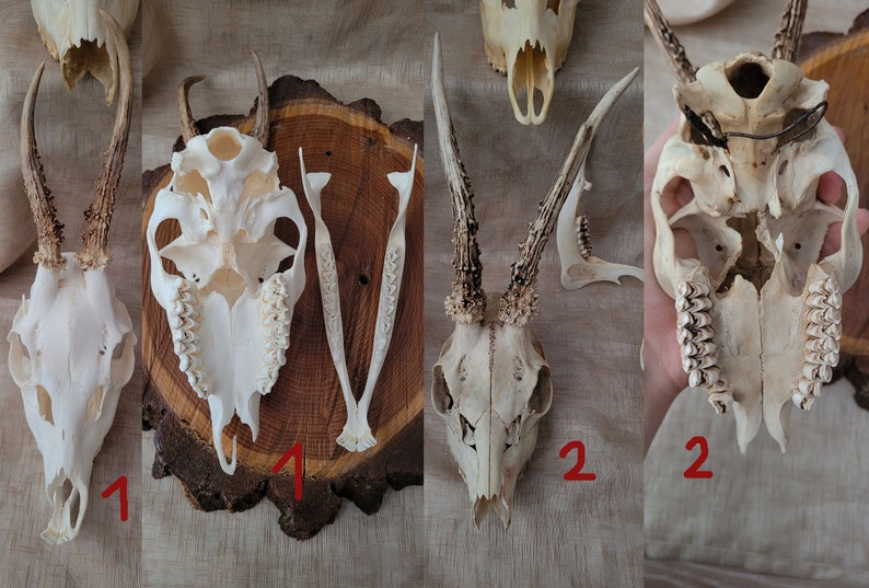 REAL EUROPEAN Skull Plain Deer Skull With Antler Gift Present - Etsy