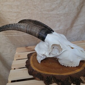 Real Domestic Goat Skull - Animal Skull for Study | Skull for Crafts ...