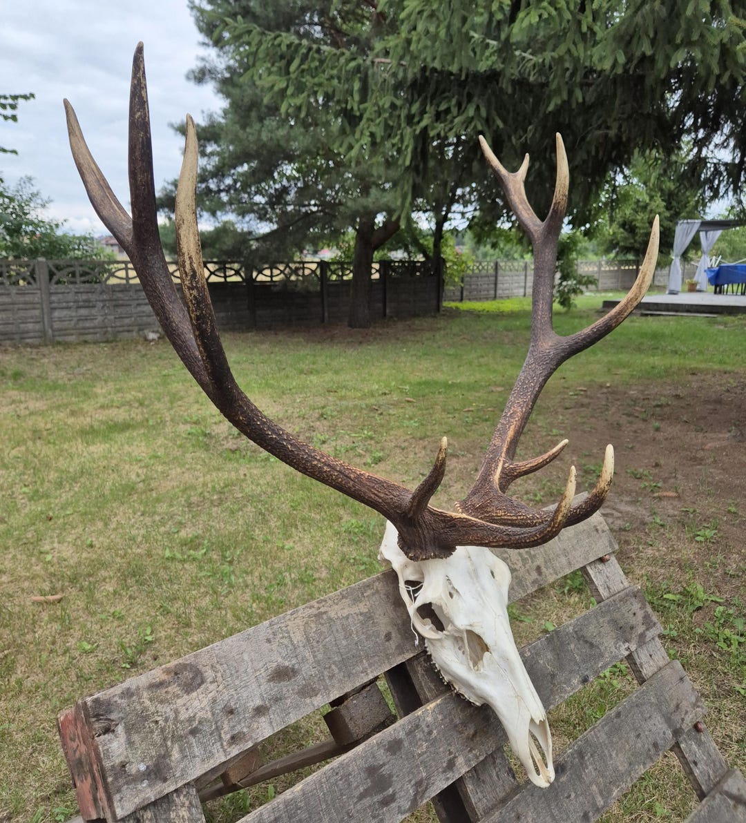 HUGE Deer ANTLERS Set With REAL Deer Skull ! | Pair of Red Deer Stag ...