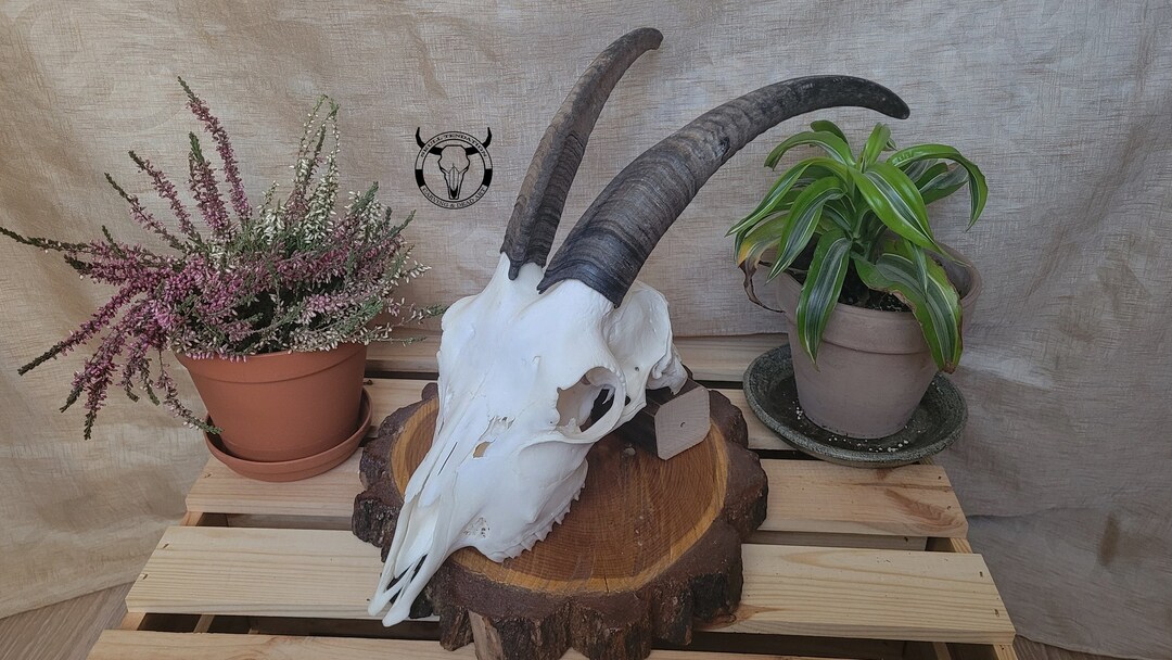 Real Domestic Goat Skull - Animal Skull for Study | Skull for Crafts ...