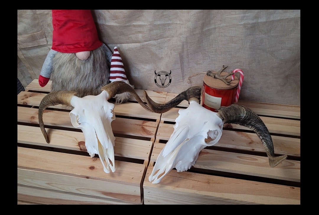 Real OVIS ARIES Sheep Skull With Horns | Real Ram Head | Farmhouse ...