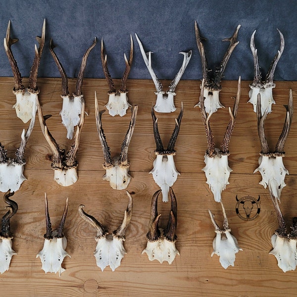 Deer Bone - Etsy
