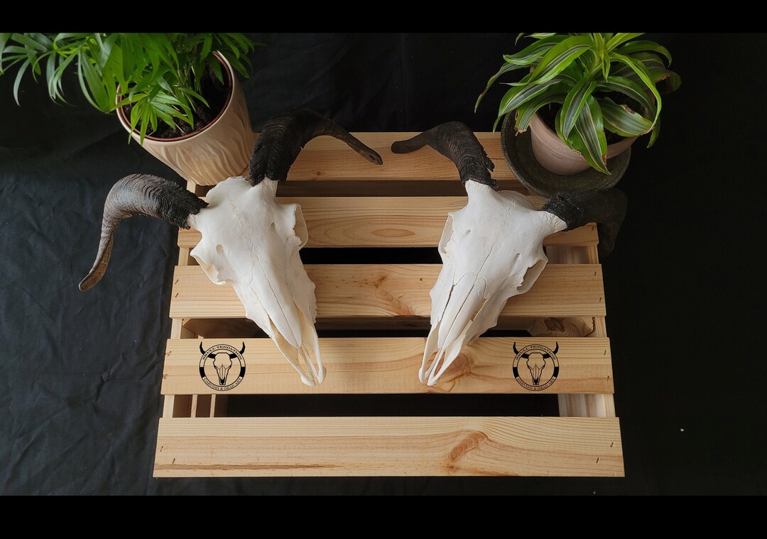 Real RAM SKULL - White SHEEP Skull | A Gift for a Skull Collector ...
