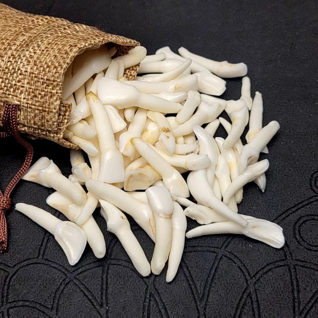 Red Deer Teeth Specimens – Cleaned Natural Bone Pieces for Crafts and ...