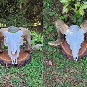 REAL Perfect RAM SKULL - Domestic Sheep Skull, Ovis Aries | Skull on ...