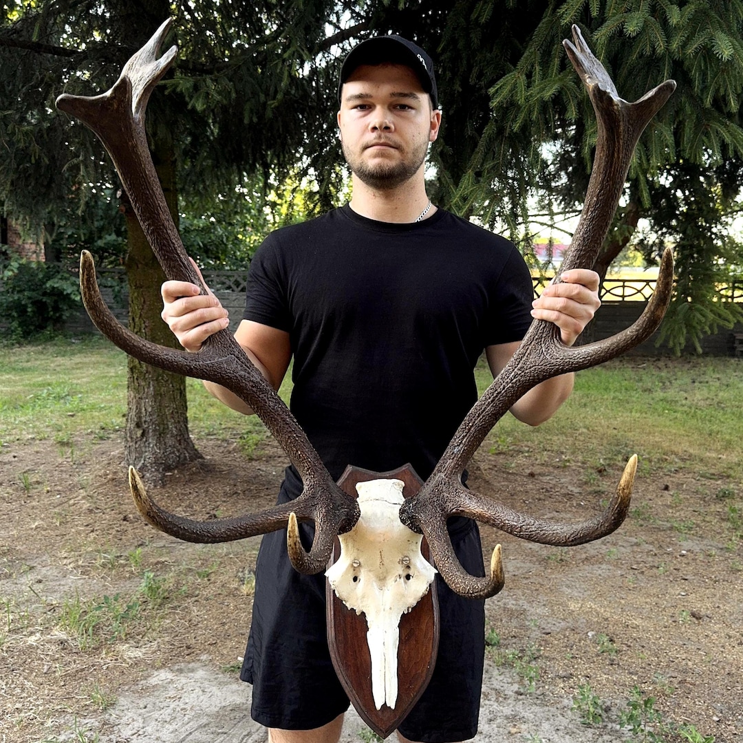 Real Red Deer Antler Skull Mount | Rustic Wall Decor - Etsy