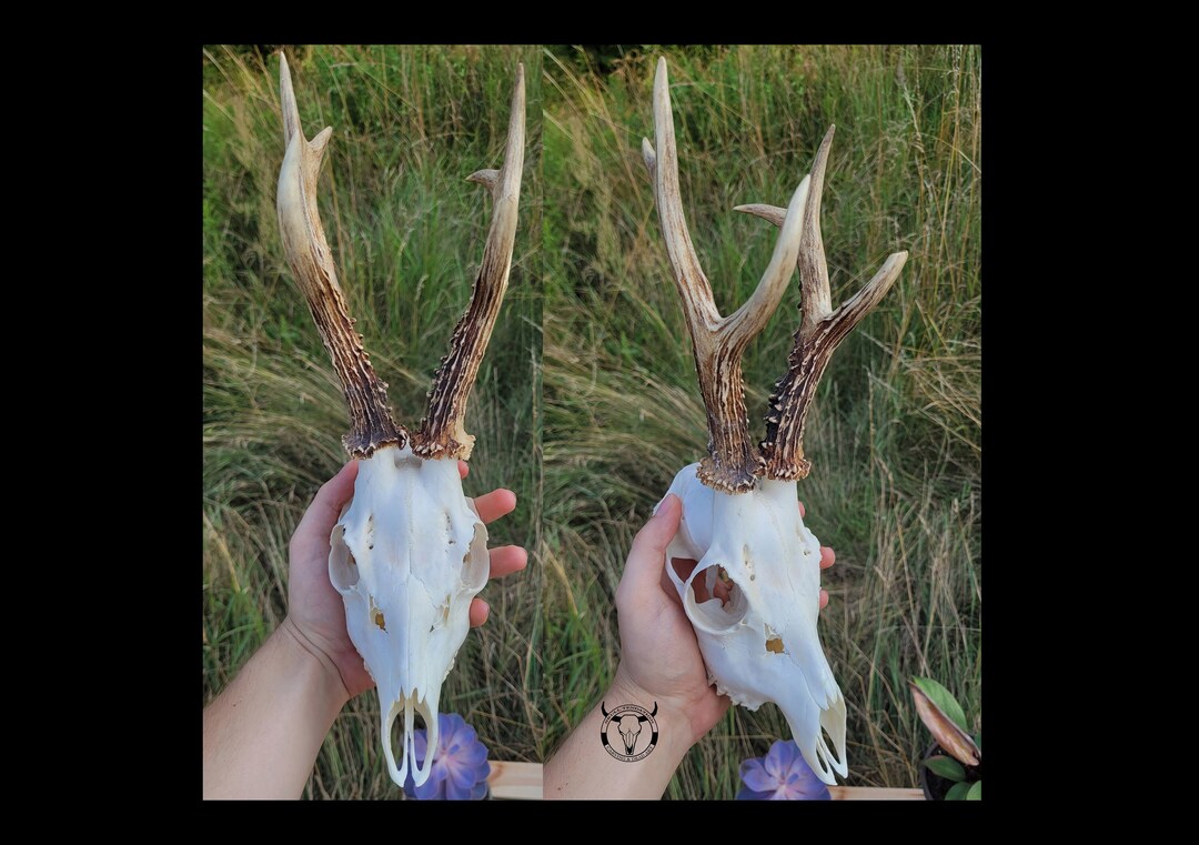 Perfect White Roe Deer Skull - Real Roe Deer Skull | Natural Decoration ...