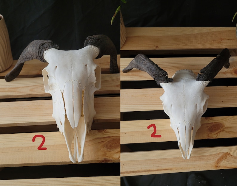 Real RAM SKULL White SHEEP Skull A Gift for a Skull - Etsy