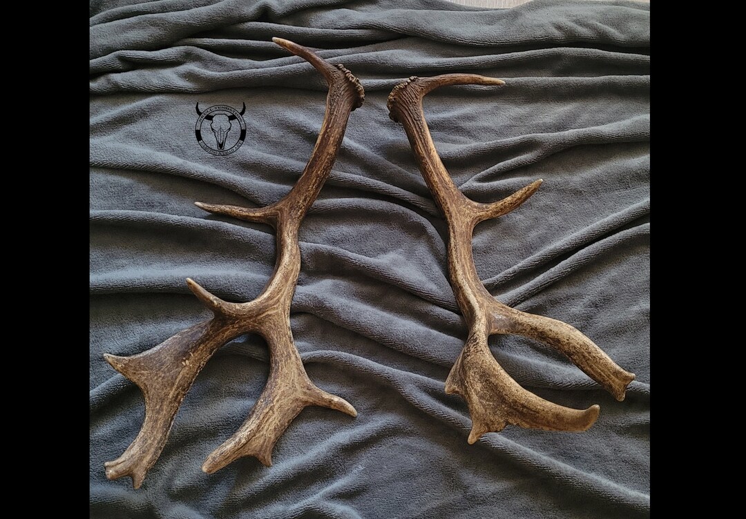 Real Pair of FALLOW DEER Antlers Perfect for Crafts, Decor & More ...