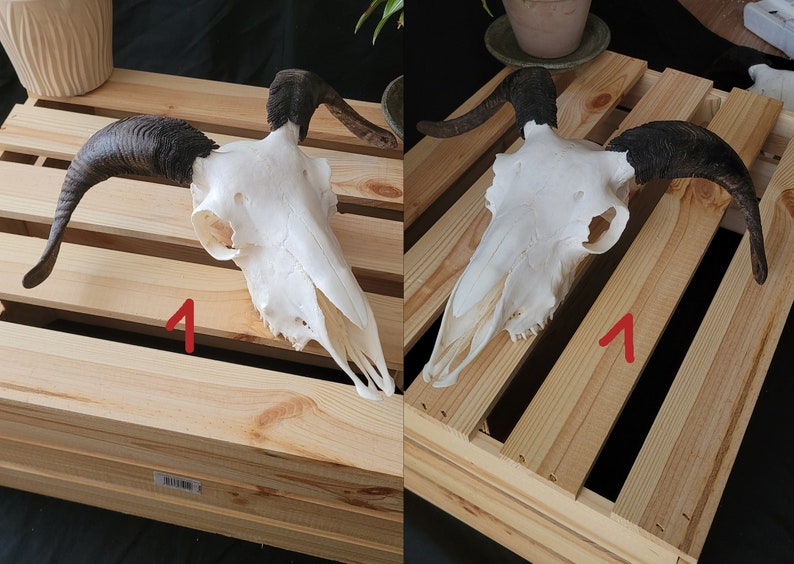 Real RAM SKULL White SHEEP Skull A Gift for a Skull - Etsy