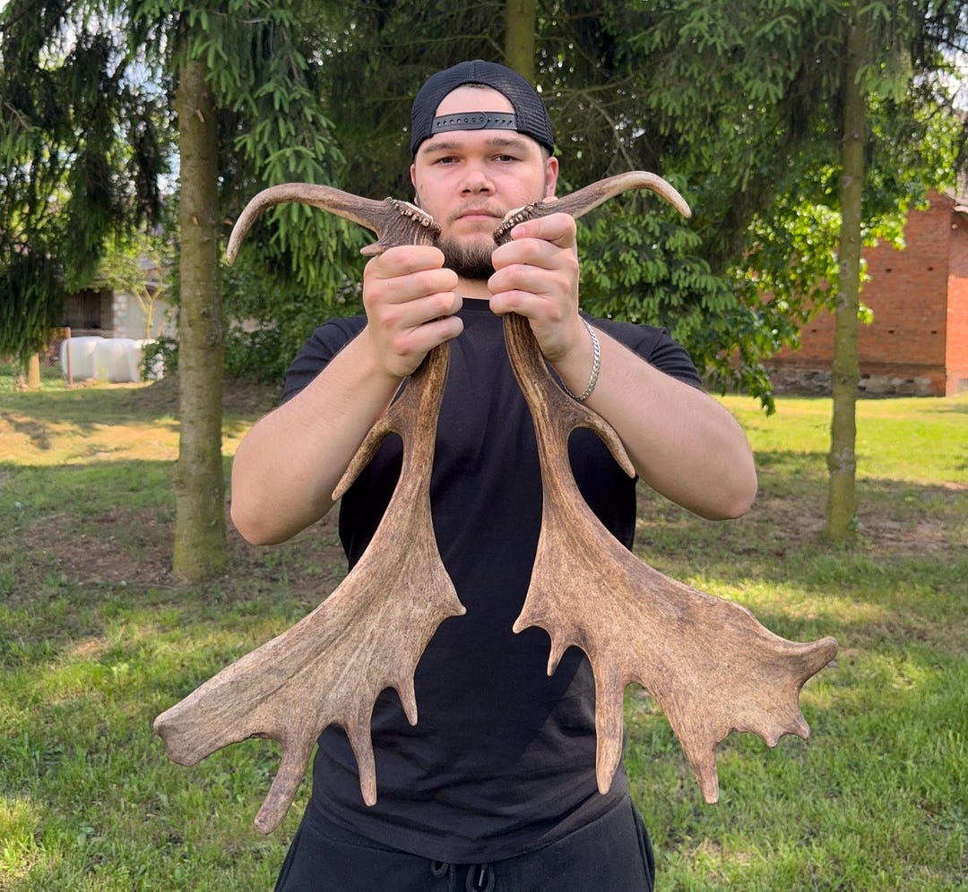 Real Fallow Deer Antlers - Naturally Shed & Responsibly Sourced for Crafting, Decor | Gift for ...