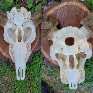 REAL Perfect RAM SKULL - Domestic Sheep Skull, Ovis Aries | Skull on ...