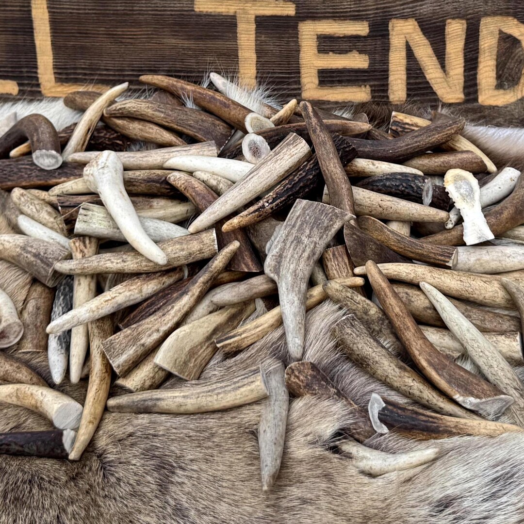 Red Deer Antler Tips for Viking Jewelry and Bushcraft Crafts (natural ...