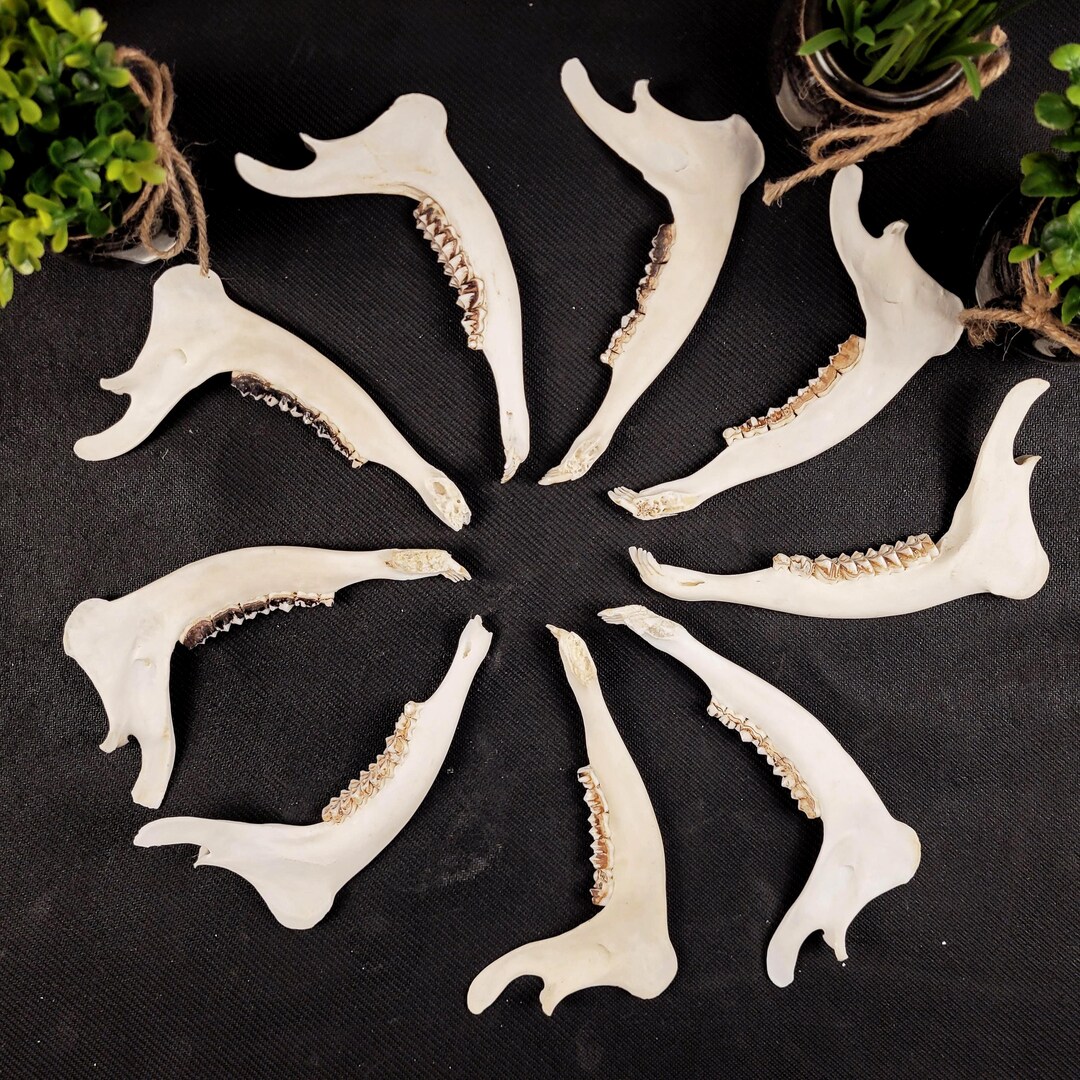 Roe Deer Lower Jaw Half With Teeth - White Bone Rustic Decor - Etsy UK