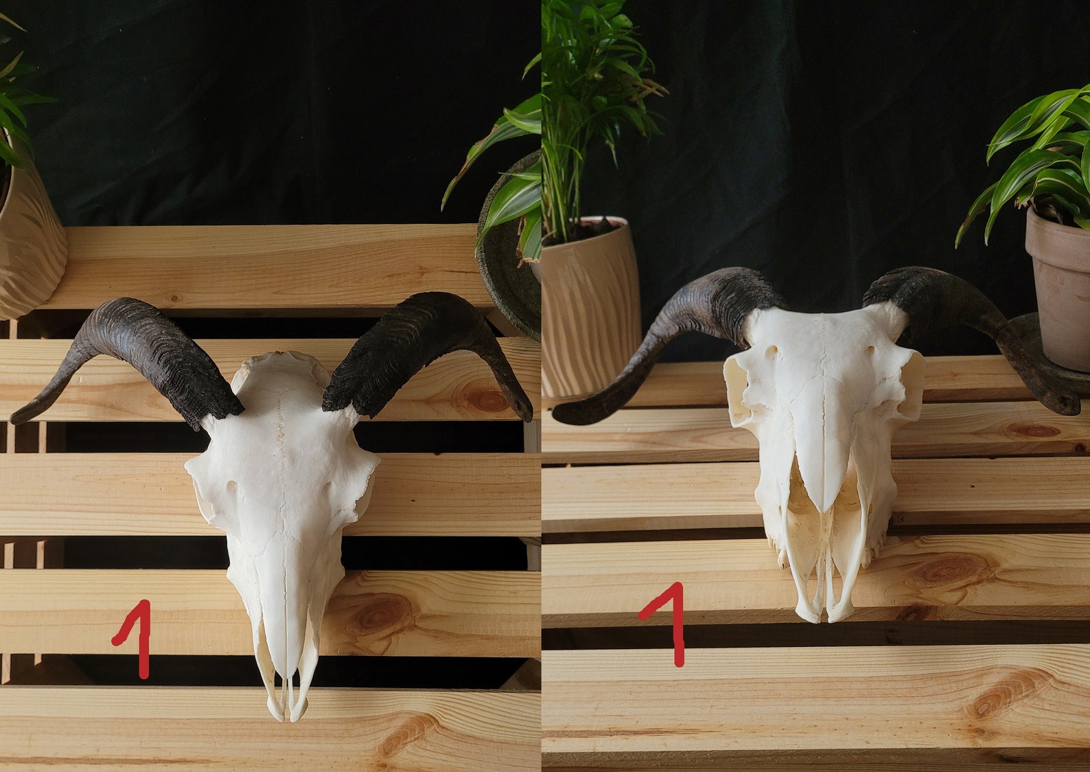 Real RAM SKULL White SHEEP Skull A Gift for a Skull - Etsy