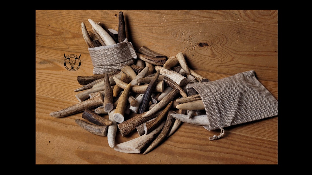 Real Red Deer Antler Tips: Affordable, Versatile, Perfect for Necklaces ...
