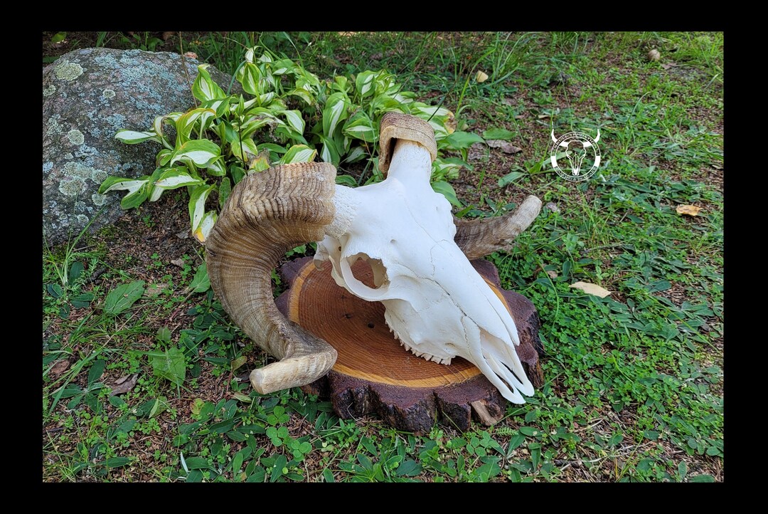 REAL Perfect RAM SKULL - Domestic Sheep Skull, Ovis Aries | Skull on ...
