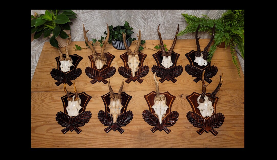 European DEER TROPHY Mounted on the Wall Vintage Hunting Trophy Vintage ...