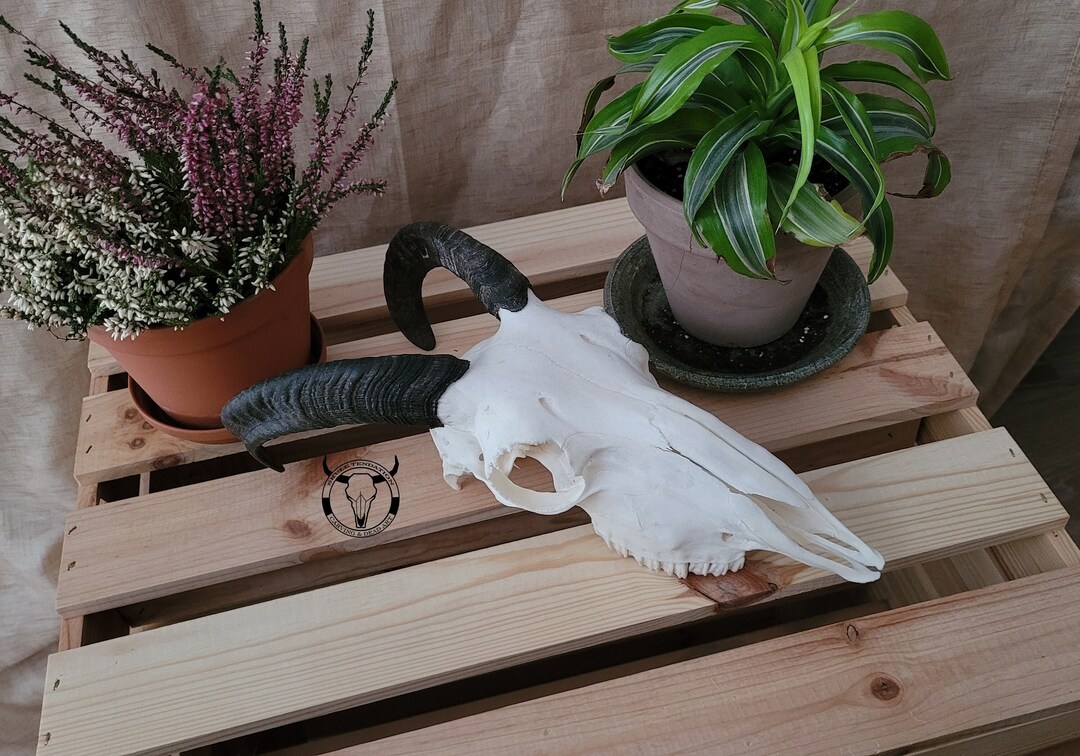 REAL Ram Skull - Ovis Aries Skull, White Bovine Skull, Gift for Skull ...