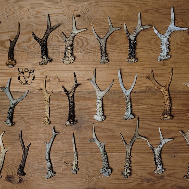 Real Deer Antlers - Etsy