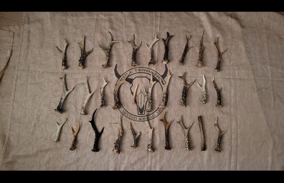 Real CHEAP Roe Deer ANTLERS Set Pair Cheap Antlers for Craft - Etsy
