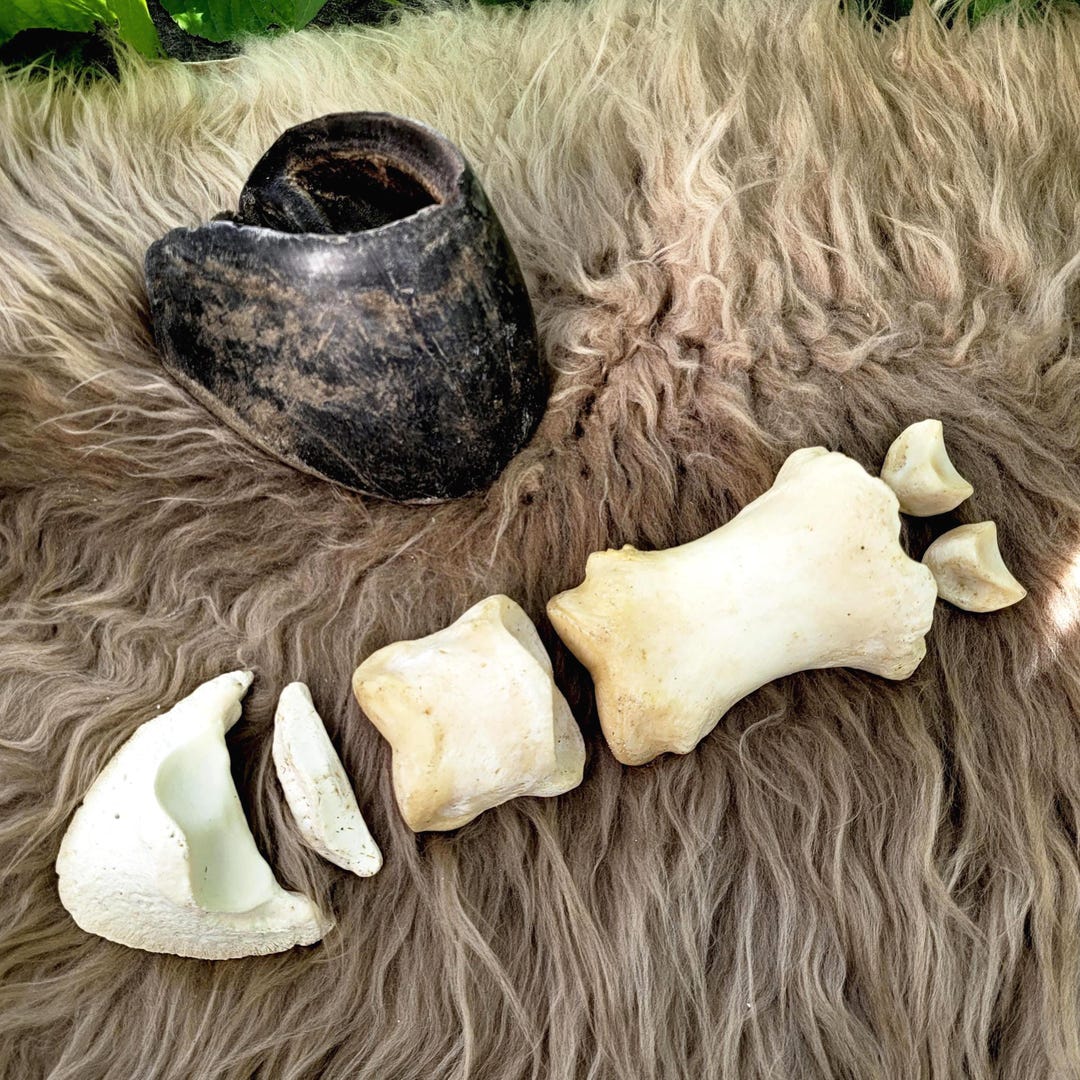 Real Horse Hoof and Leg Bone Set for Oddities Decor and Anatomy Study ...