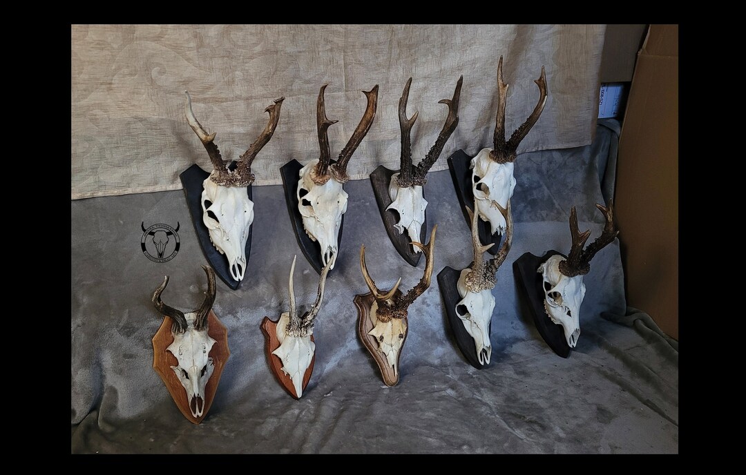 EUROPEAN ROE DEER Trophy Mounted on a Carved Board Vintage Decor Gift ...