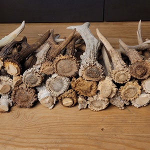 Single Roe Deer Shed Antler for Craft Supply, Rustic & Primitive Decor ...