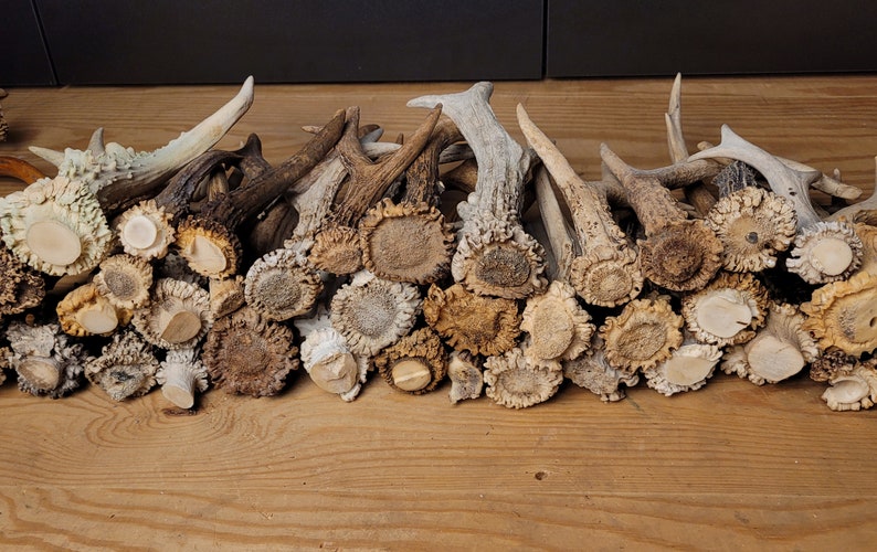 Single Roe Deer Shed Antler for Craft Supply, Rustic & Primitive Decor ...