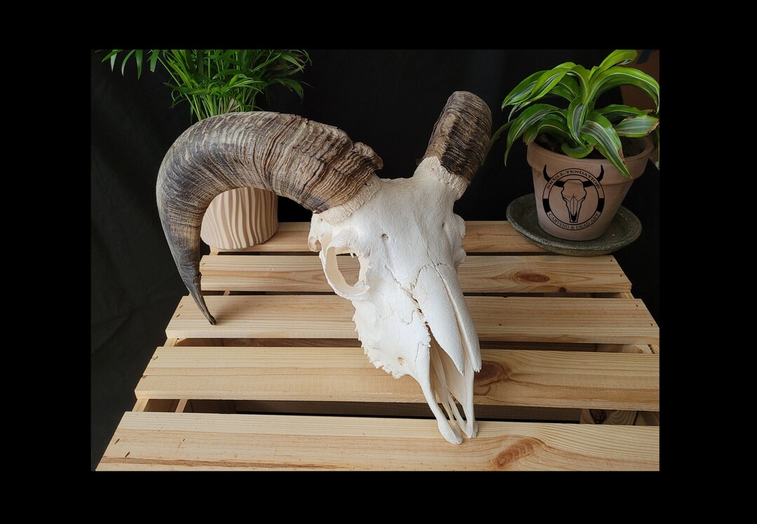HUGE RAM SKULL - Real White Ram Skull | Skull of a Domestic Sheep | Ram ...