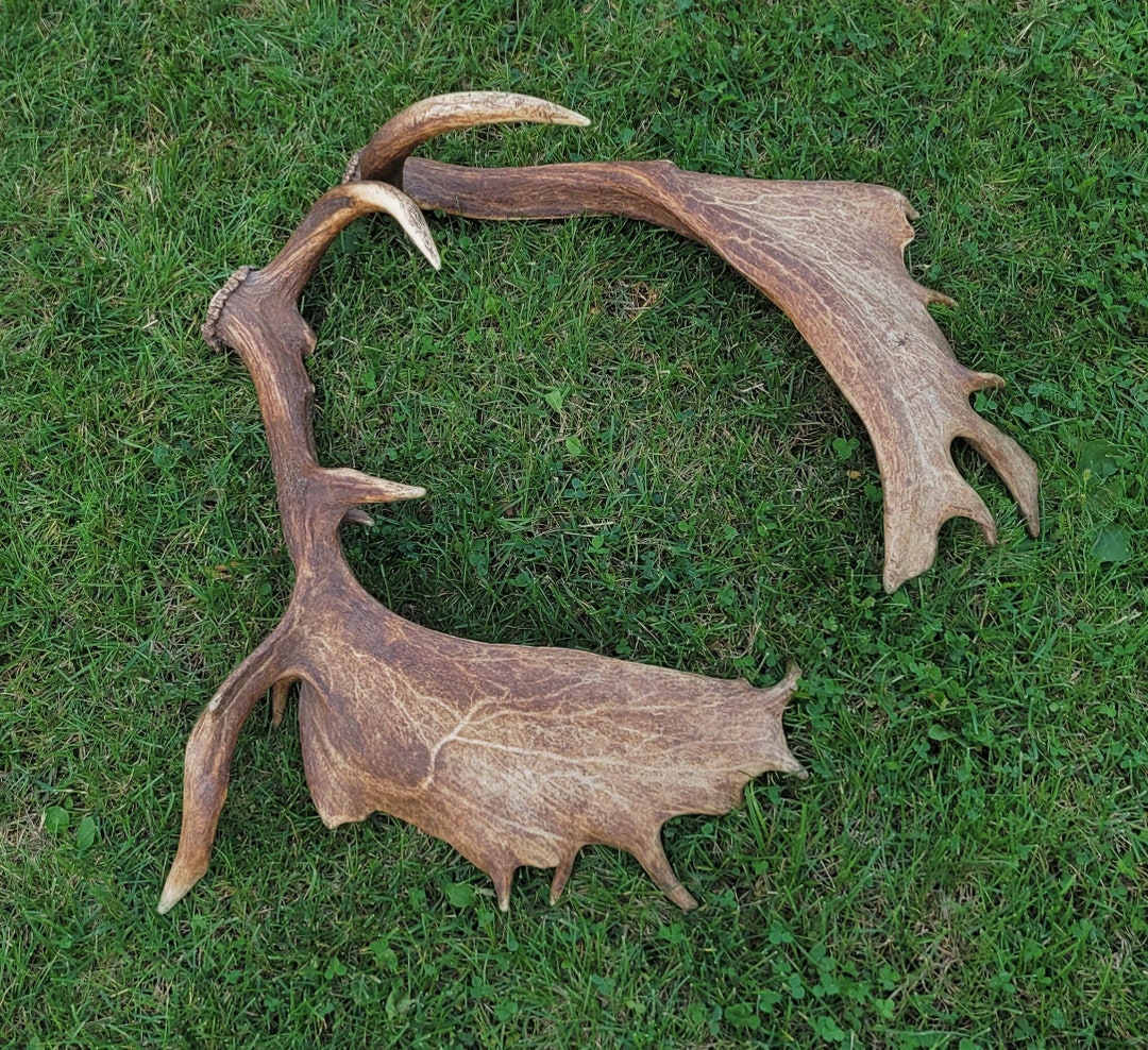 Rustic Fallow Deer Antlers | Naturally Shed | Fall Decor | Wildlife ...