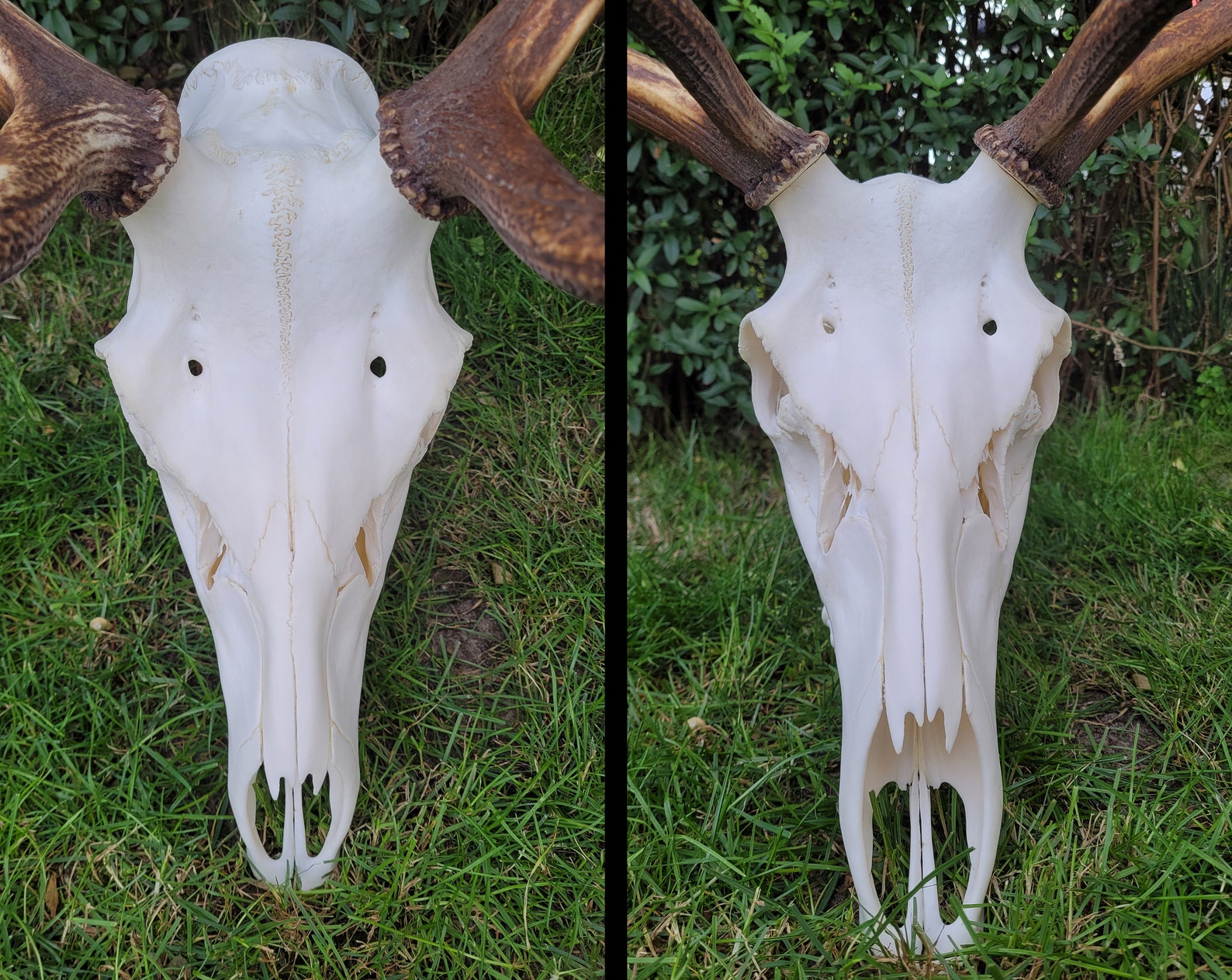 Deer ANTLERS SET With REAL Deer Skull Pair of Red Deer - Etsy