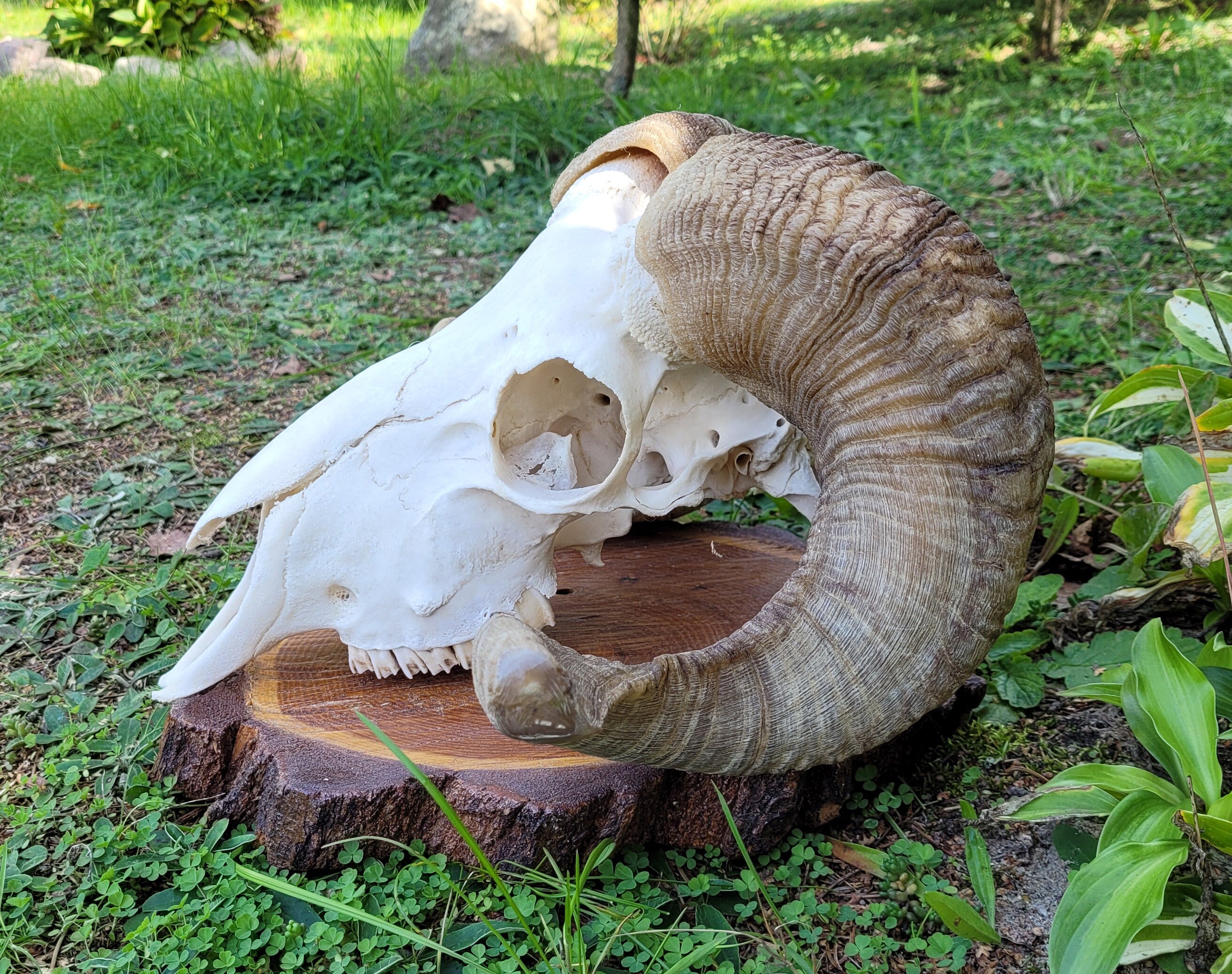 REAL Perfect RAM SKULL - Domestic Sheep Skull, Ovis Aries | Skull on ...