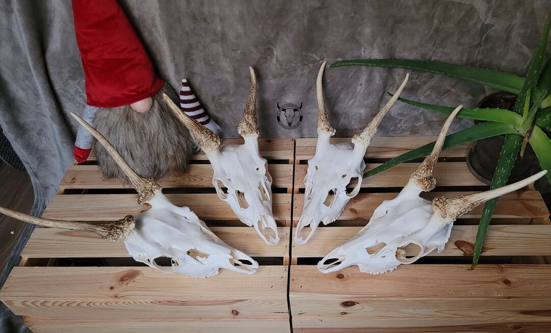 Real FALLOW DEER Skull With Antlers - Authentic Dama Dama Trophy ...